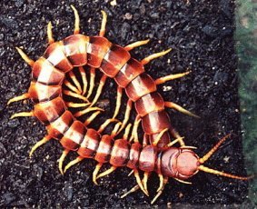 I for one welcome our new insect overlords | Londonist