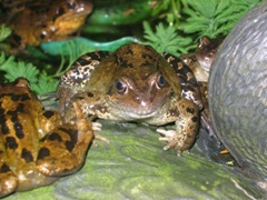 New Frog Centre For London Zoo | Londonist