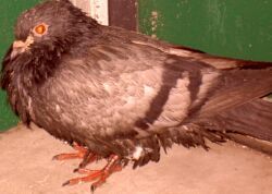 Attack Of The Flying Rats | Londonist