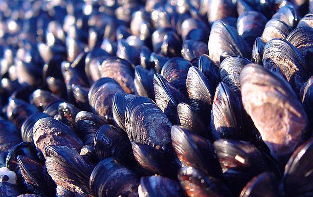 Won't someone think of the Pseudanodonta complanata? | Londonist