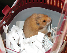 Thrilling Hamster Rescue! | Londonist