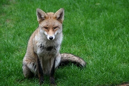 Entirely Outfoxed | Londonist