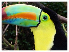 Queen Victoria Opens London Zoo's New Bird Exhibit | Londonist