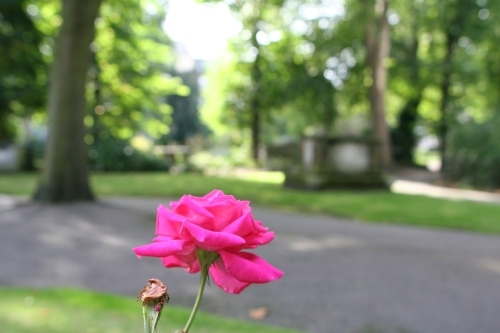 Nature-ist: St. Andrew's Gardens | Londonist