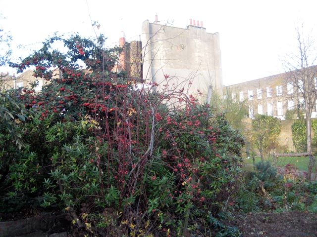 Nature-ist: Culpeper Community Garden | Londonist