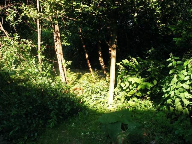 Nature-ist: Kirkwood Nature Garden | Londonist