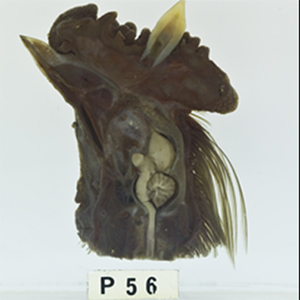 From The Hunterian: The Cockerel's Tooth | Londonist