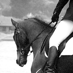 Chess News and Horsey Dancing @ Olympia | Londonist