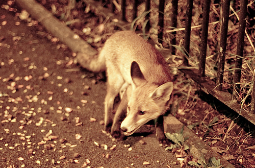 Revealed: The Face Of The East End Attack Fox? | Londonist