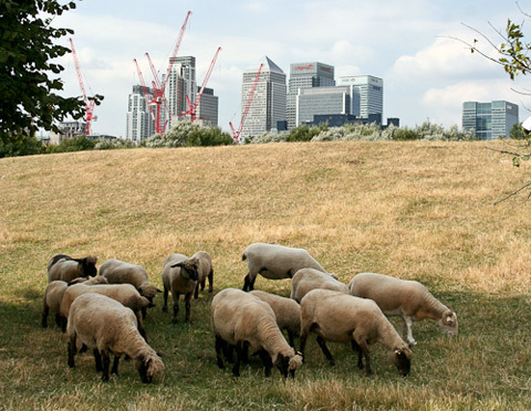 Today: Sheep Meet In Savile Row | Londonist