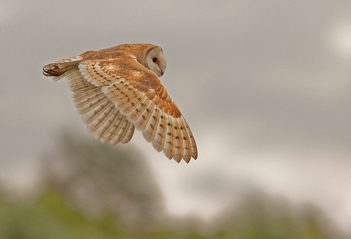 Nature-ist Owl Alert | Londonist