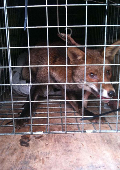Fox Found At Top Of Shard | Londonist