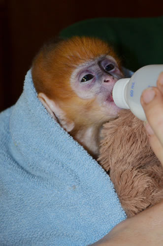 In Pictures: Baby Monkey "Flame" at London Zoo | Londonist