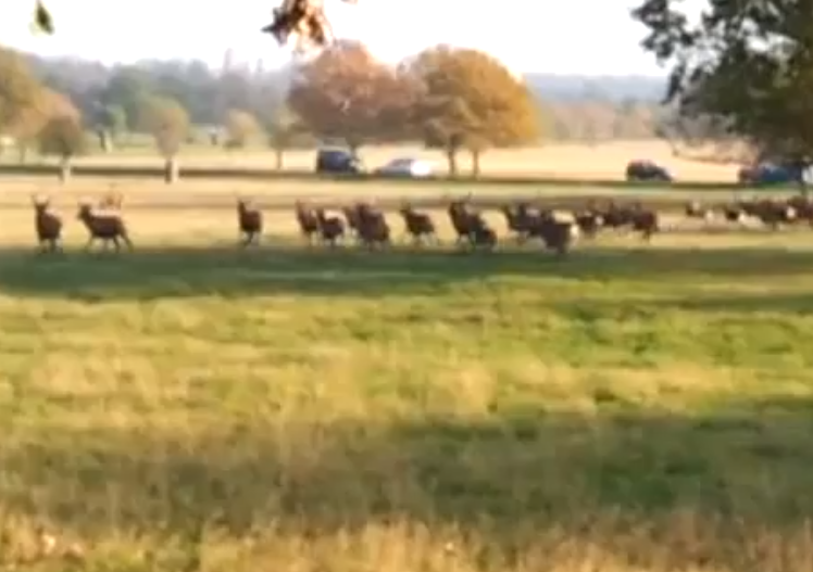 Fenton! Dog Versus Deer Video Goes Viral | Londonist