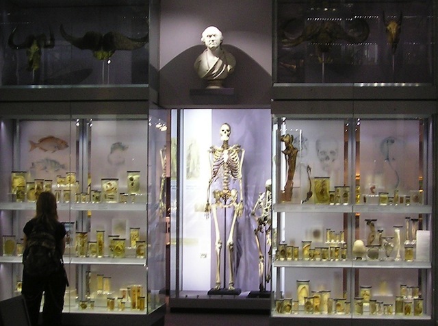 Should The Hunterian Museum's Giant Skeleton Be Buried At Sea? | Londonist