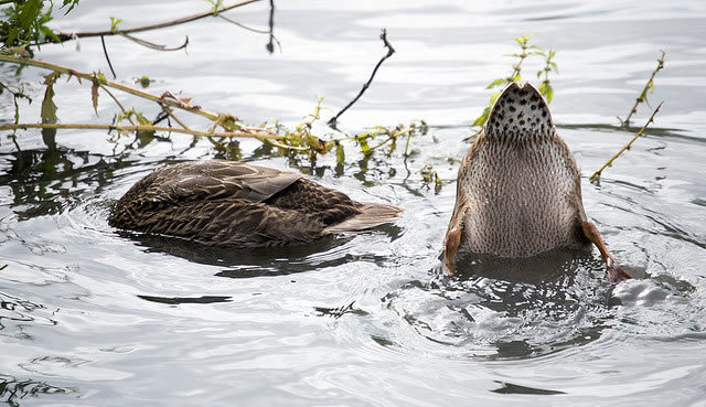 Pond Dipping For Adults @ London Wetland Centre | Londonist