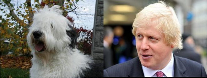 The Mayoral Election In Dogs | Londonist