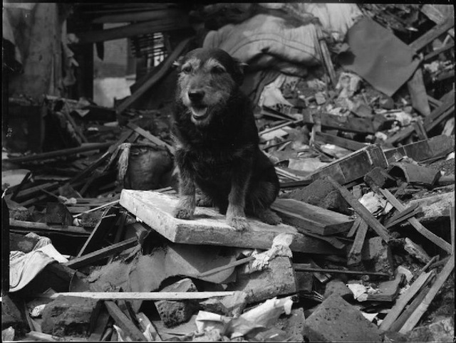 The Medal-Winning Dogs Of The London Blitz | Londonist