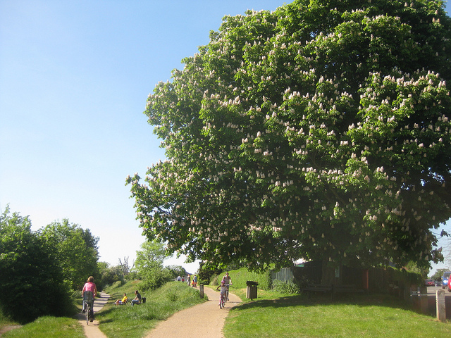 London: City Of Trees | Londonist