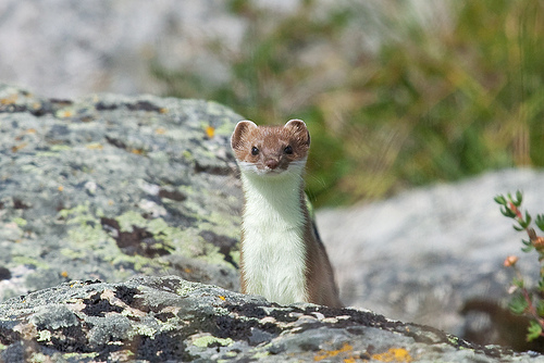 The Next Stop Is...Stoats Nest Village | Londonist
