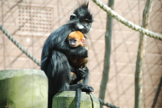 "Royal" Baby Monkey Born At London Zoo | Londonist
