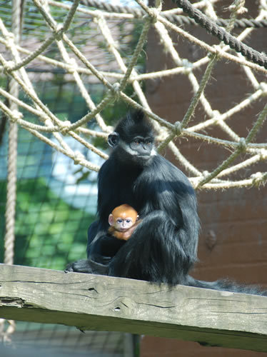"Royal" Baby Monkey Born At London Zoo | Londonist