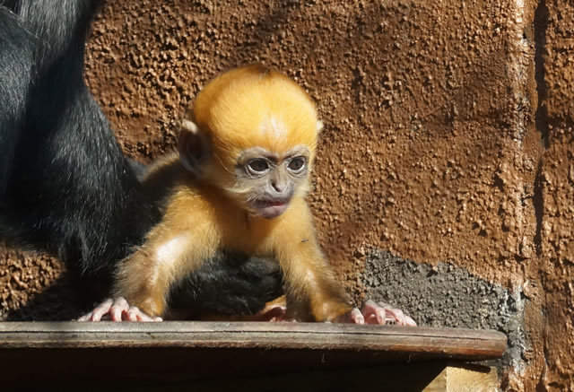 "Royal" Baby Monkey Born At London Zoo | Londonist