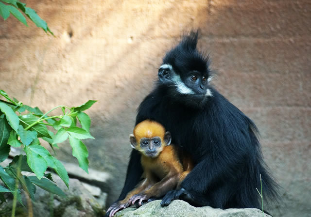 "Royal" Baby Monkey Born At London Zoo | Londonist