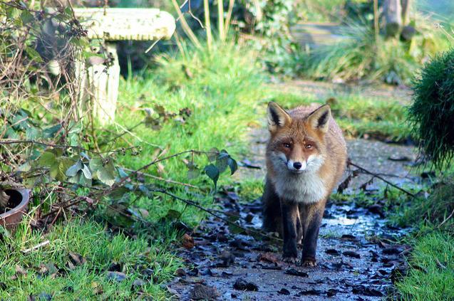 There's A Fox Looking At Me Funny: Stupid 999 Calls | Londonist