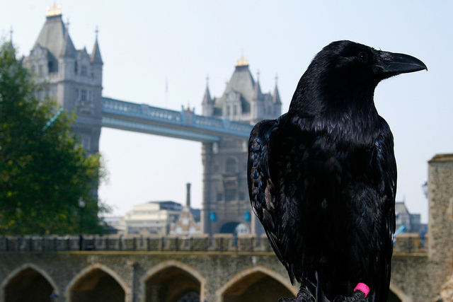 Tower Of London Ravens Killed By Fox | Londonist
