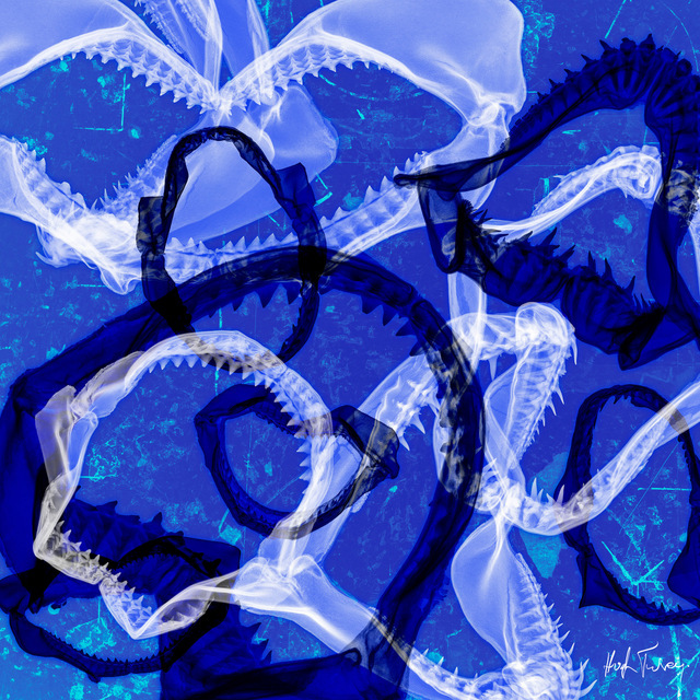 X-ray Art By Hugh Turvey At Oxo Gallery | Londonist