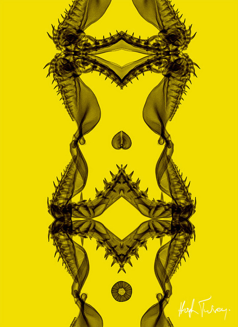 X-ray Art By Hugh Turvey At Oxo Gallery | Londonist