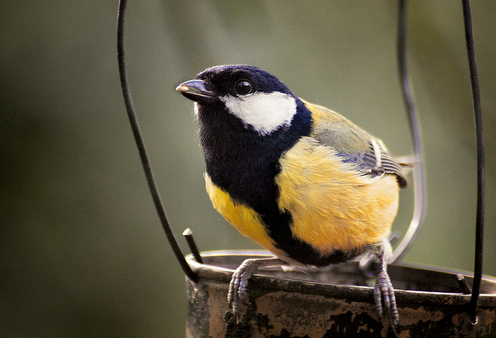 Support London's Birds: Big Garden Birdwatch 2014 | Londonist