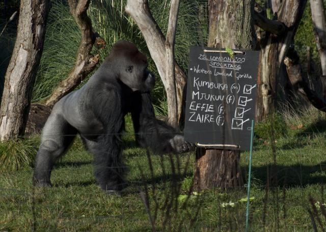 In Pictures: London Zoo Conducts Annual Stocktake | Londonist