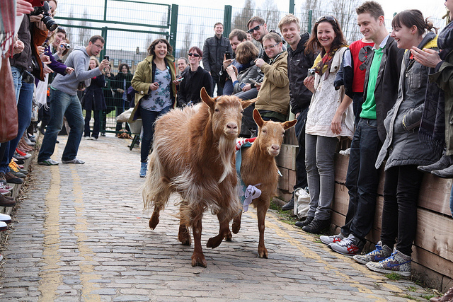 Oxford And Cambridge Goat Race 2014 | Londonist