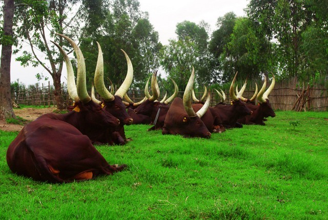 Rwanda In Photographs: Death Then, Life Now | Londonist