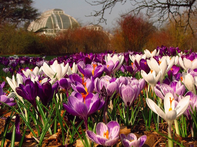 Friday Photos: Crocuses | Londonist