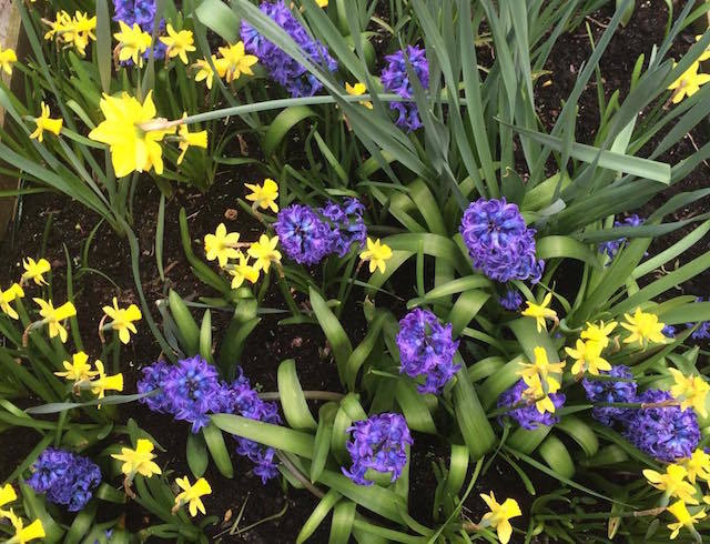 How Fast Is Spring Spreading Across London? | Londonist