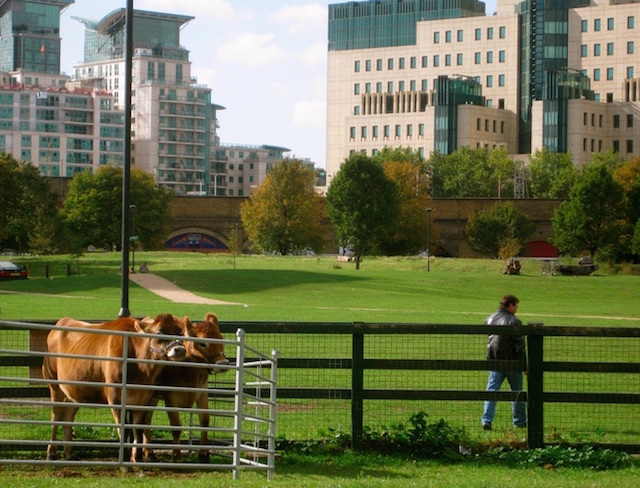 Friday Photos: City Farms | Londonist