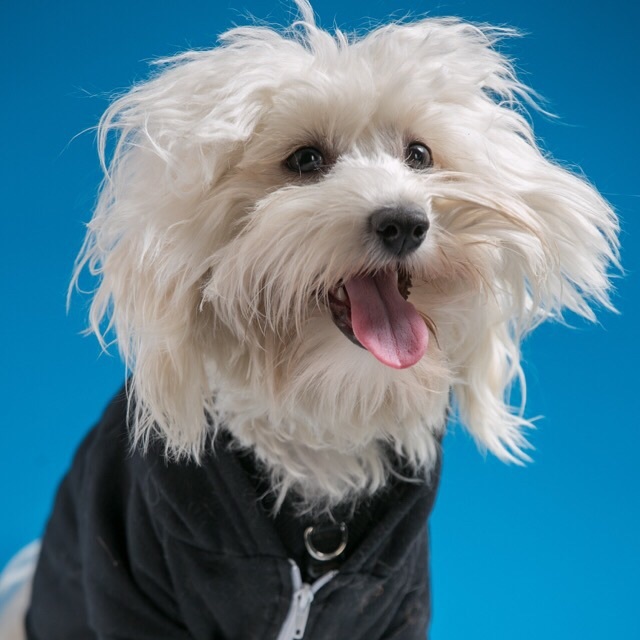 Meet Monte The Poster Pooch For London's Cycle Hire | Londonist