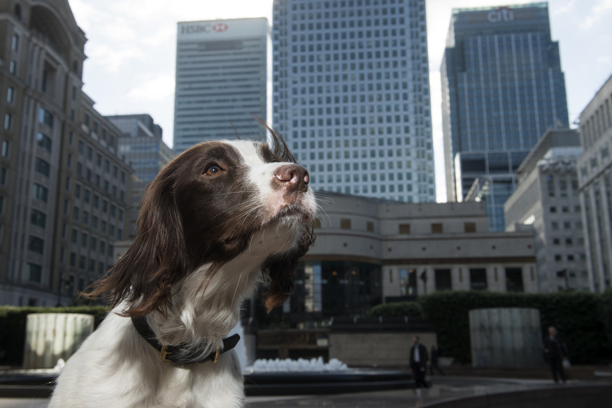 The Sniffer Dogs Of London | Londonist