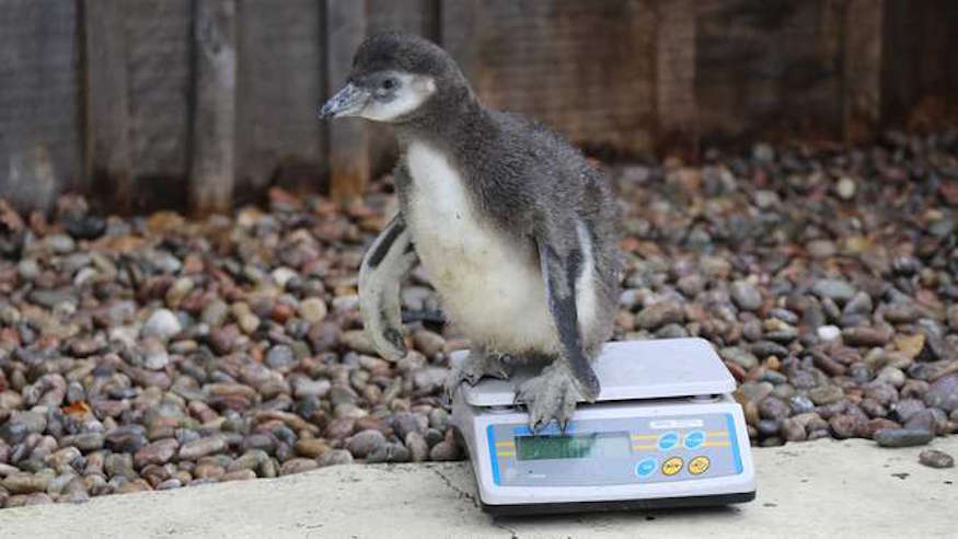 How Do You Weigh 17,000 Animals? | Londonist