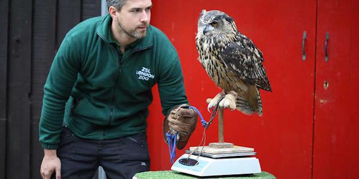 How Do You Weigh 17,000 Animals? | Londonist