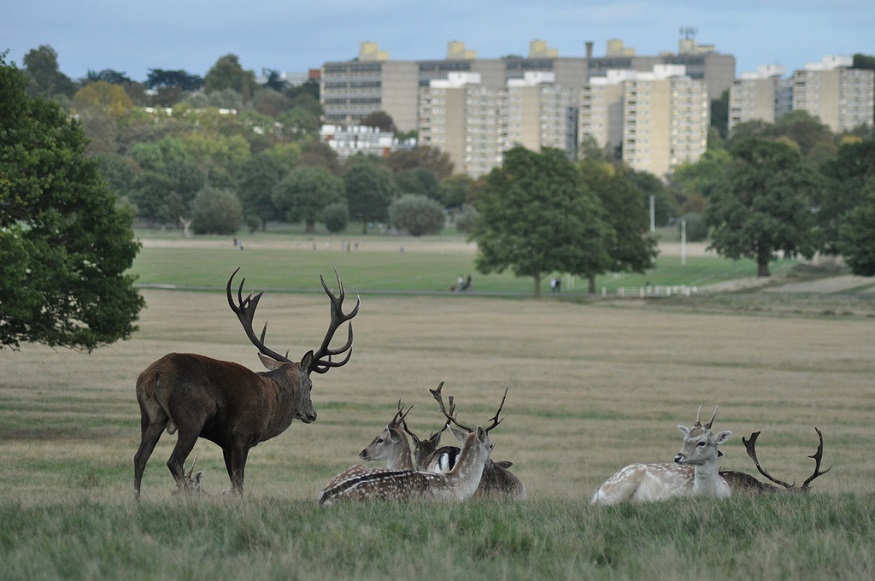 London News Roundup: Oh Deer | Londonist