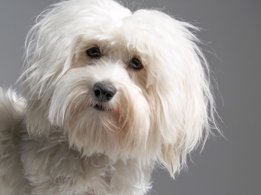 Meet Monte The Poster Pooch For London's Cycle Hire | Londonist