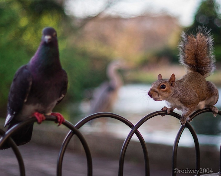 Friday Photos: Squirrels Of London | Londonist
