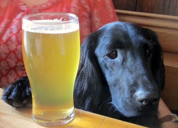 The Best Dog-Friendly Pubs In London | Londonist
