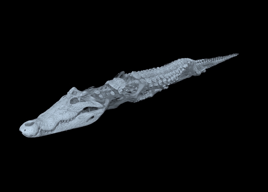 A Mummified Crocodile At The British Museum, Reviewed | Londonist