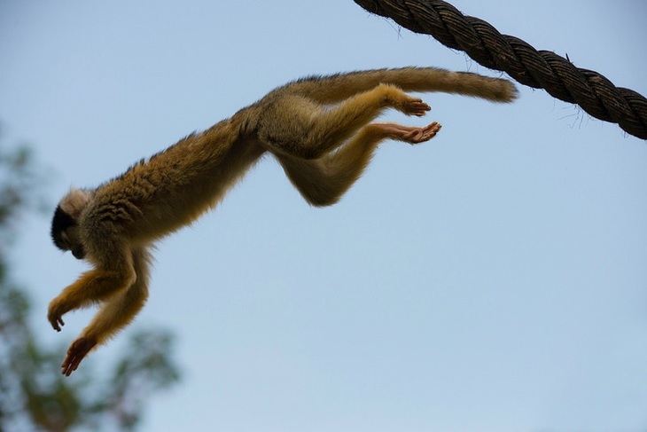 Monkeys In London: Everything You Need To Know | Londonist