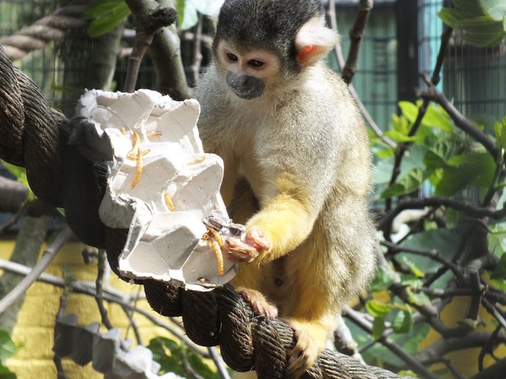 Monkeys In London: Everything You Need To Know | Londonist